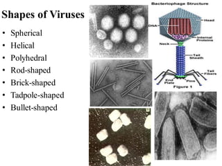 Unit1. Introduction to Microbiology. Microbiology.pdf