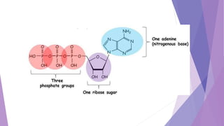 UNIT1.2 bioenergetic in introduction of biochemistry | PPTX