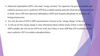 UNIT1.2 bioenergetic in introduction of biochemistry | PPTX