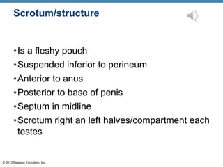Unit 1. penis intro and scrotum content.pdf