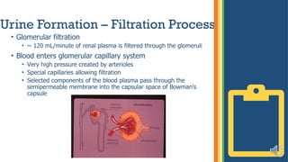 Unit 1-5 Physiology of the Urinary System.pptx