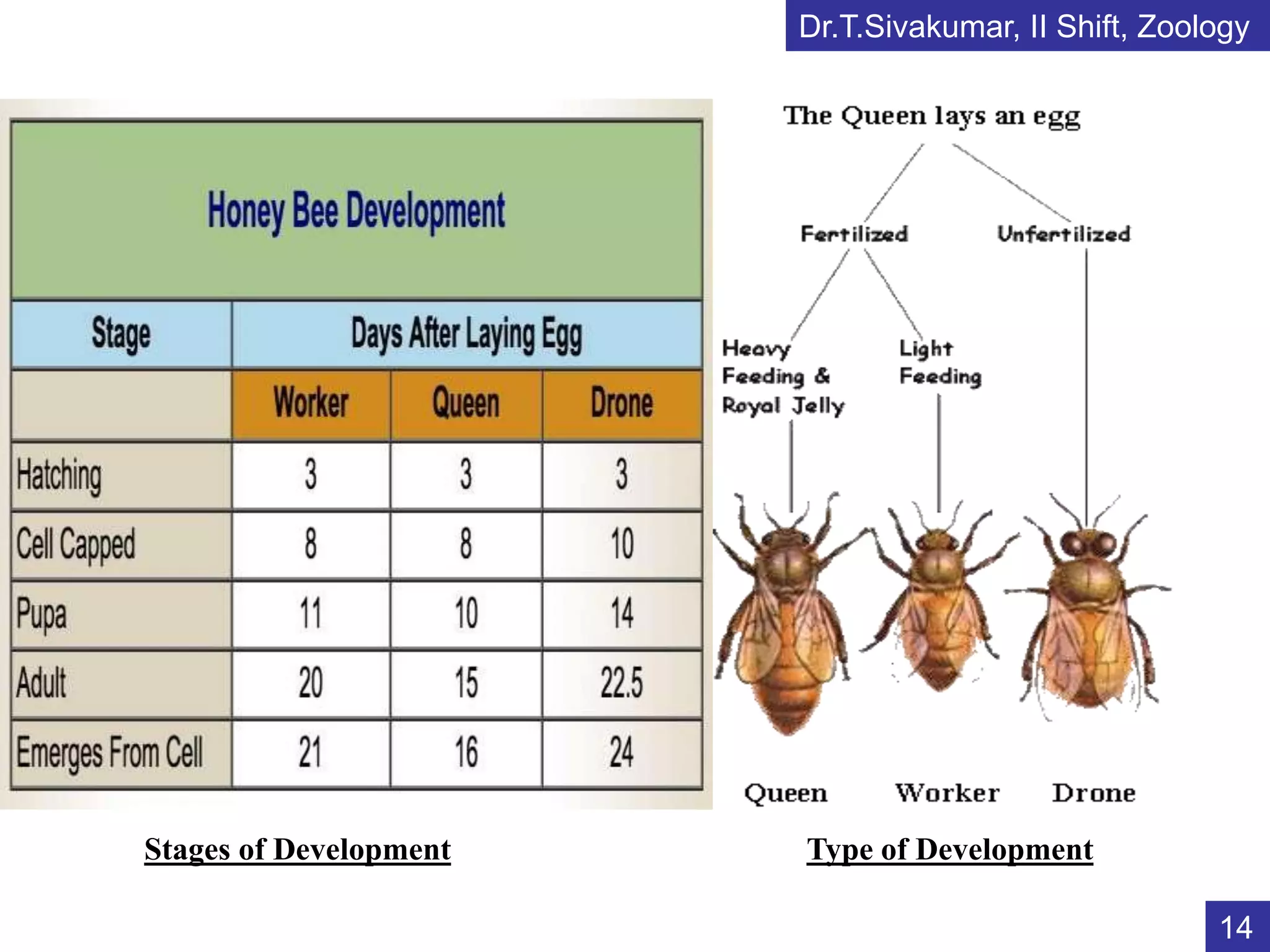 UNIT 1 - apiculture.pdf