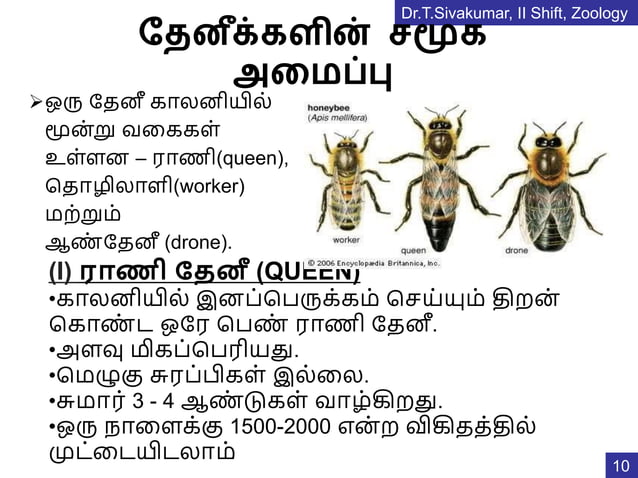 UNIT 1 - apiculture.pdf