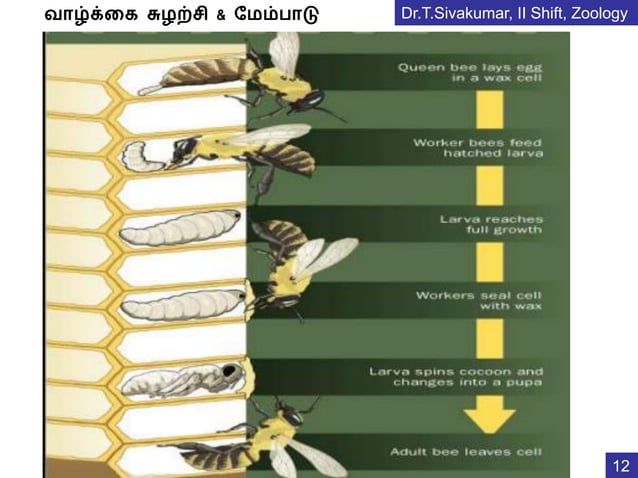 UNIT 1 - apiculture.pdf
