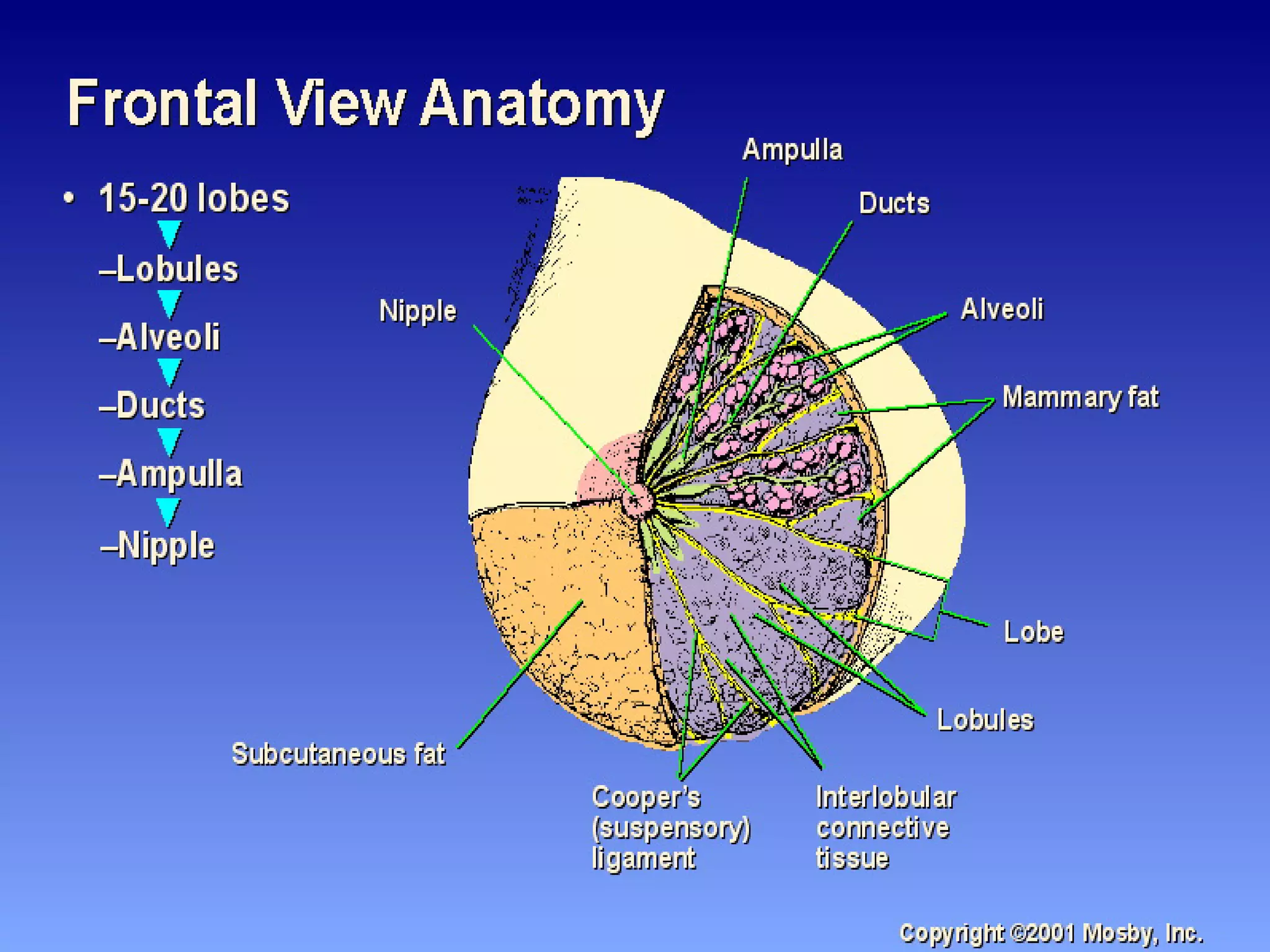 breast anatomy and physiology | PDF