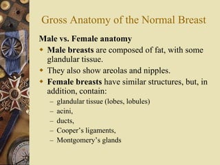 breast anatomy and physiology | PPT