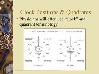 breast anatomy and physiology | PPT