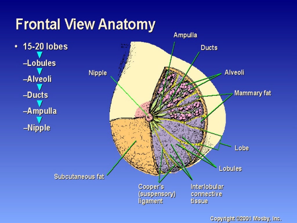 breast anatomy and physiology