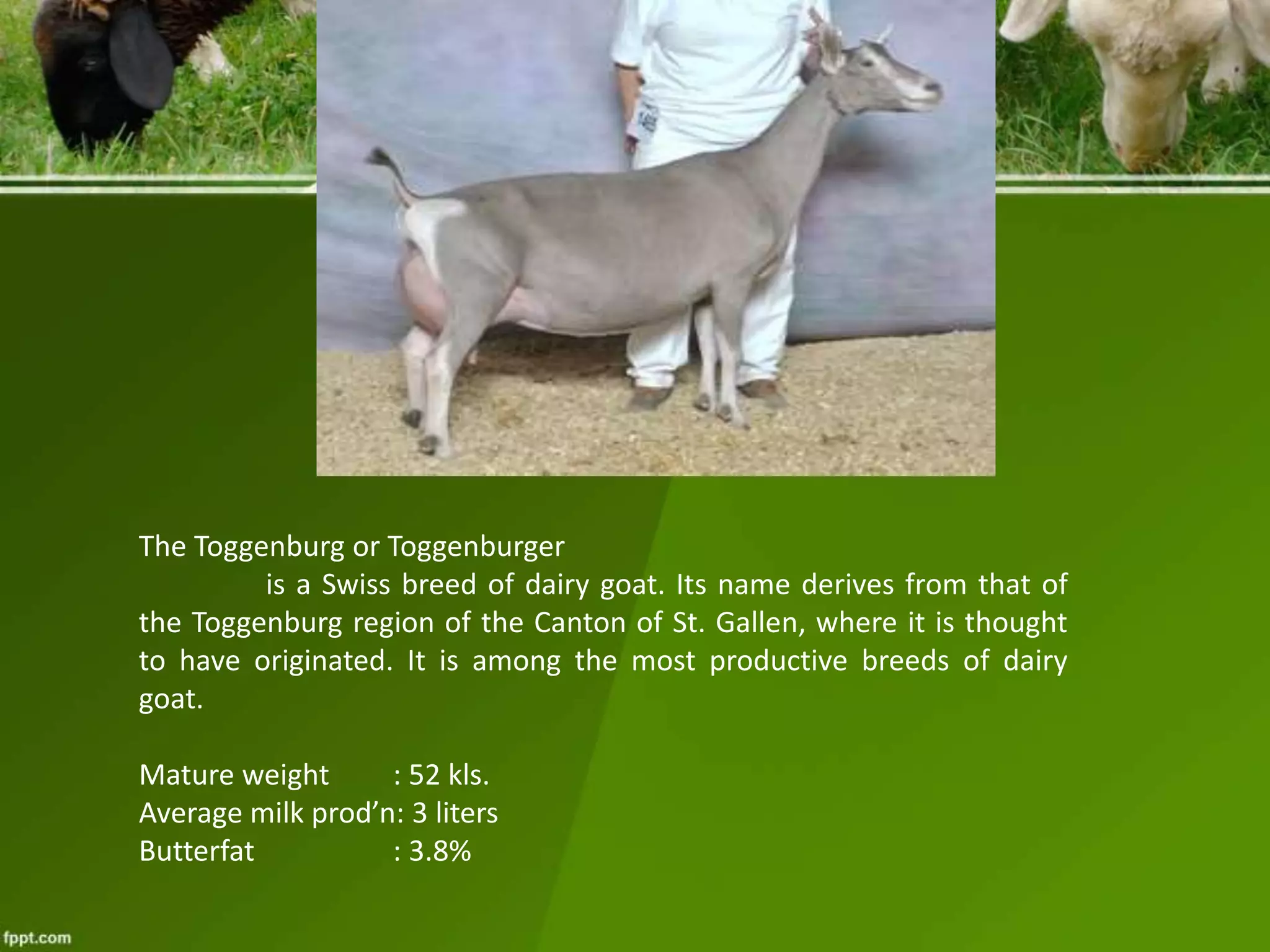 Overview of Goat and Sheep Prod'n & Mngt. and Breeds | PPTX