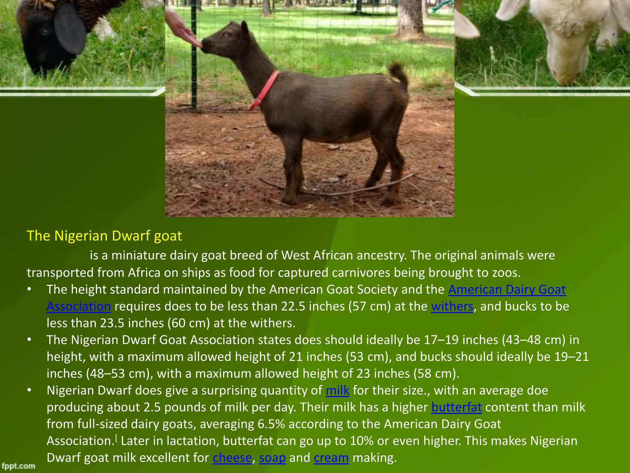 Overview of Goat and Sheep Prod'n & Mngt. and Breeds | PPT