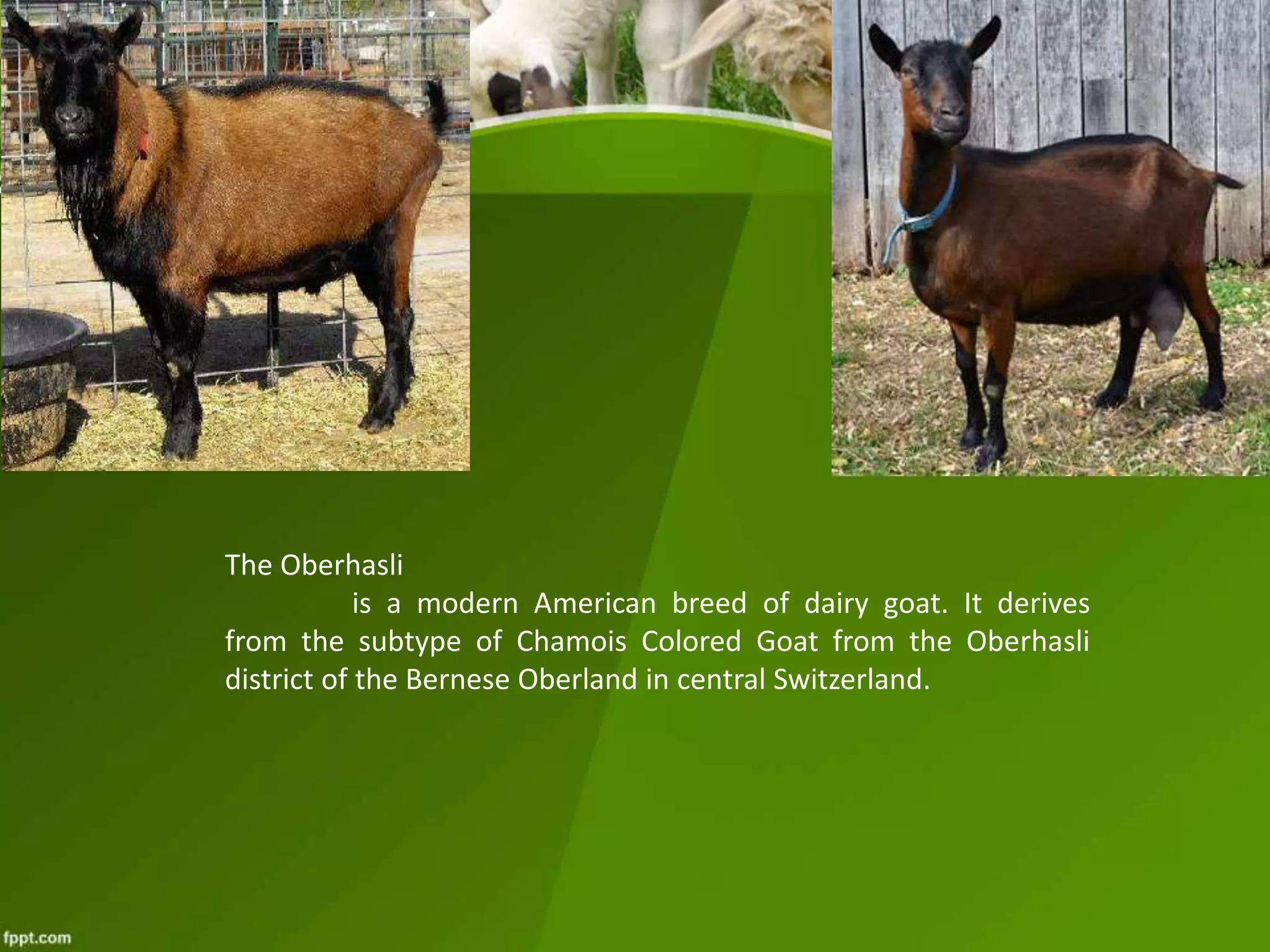 Overview of Goat and Sheep Prod'n & Mngt. and Breeds | PPT