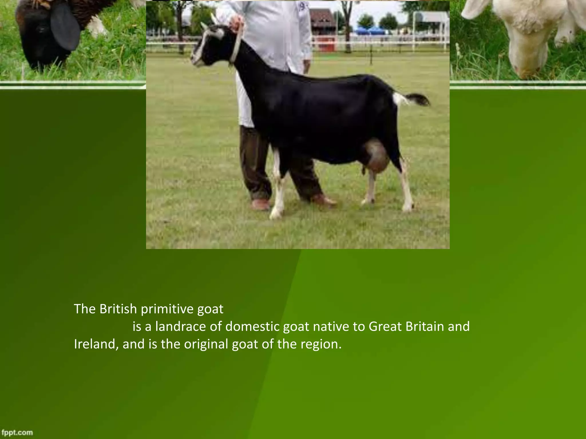 Overview of Goat and Sheep Prod'n & Mngt. and Breeds | PPT