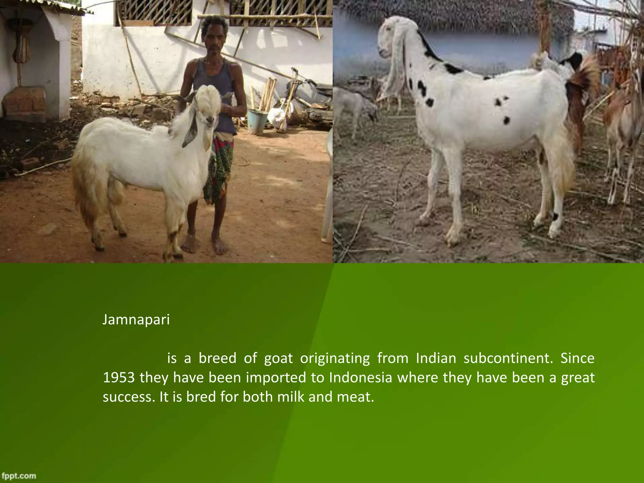 Overview of Goat and Sheep Prod'n & Mngt. and Breeds | PPT