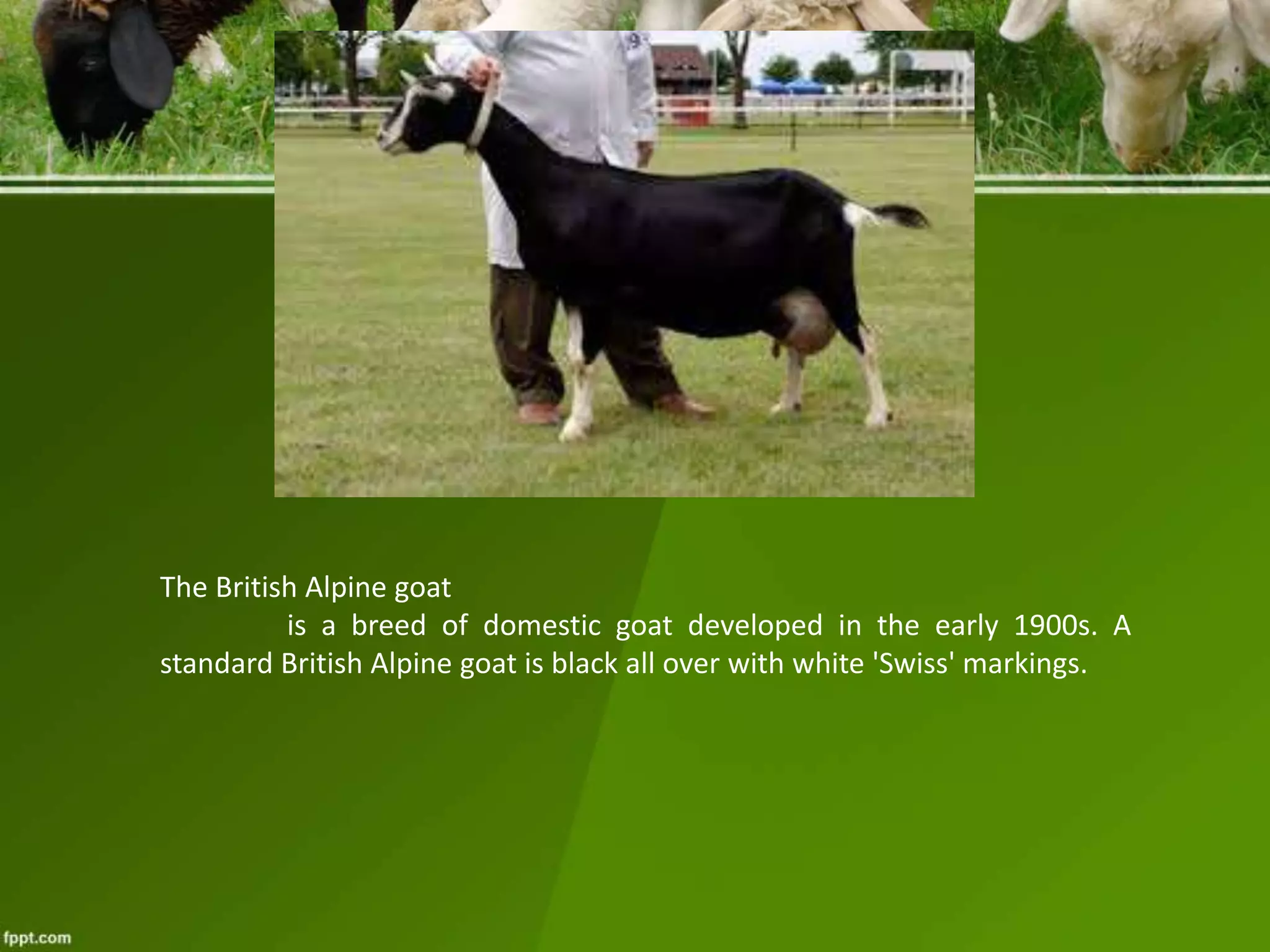 Overview of Goat and Sheep Prod'n & Mngt. and Breeds | PPT