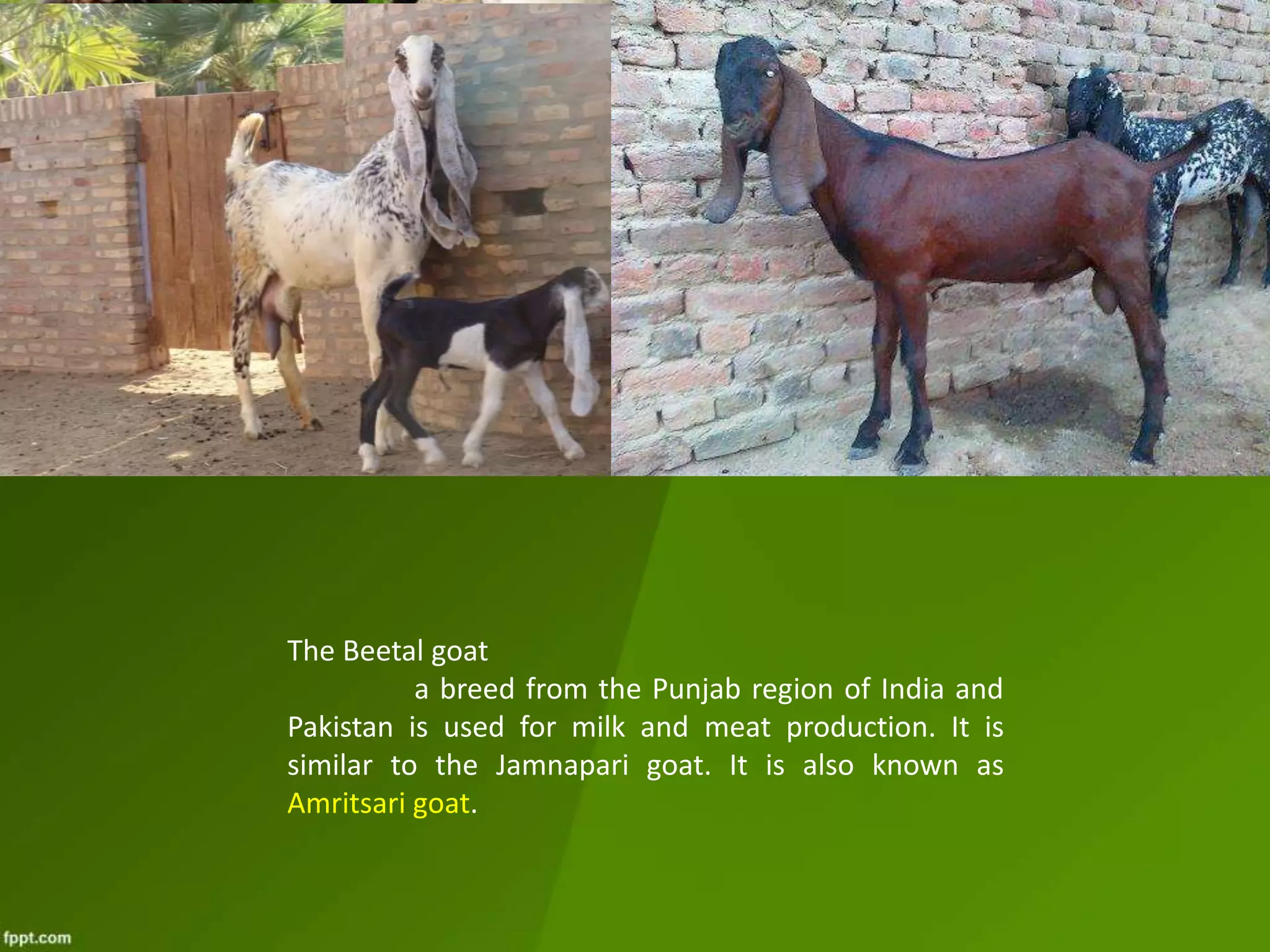 Overview of Goat and Sheep Prod'n & Mngt. and Breeds | PPT