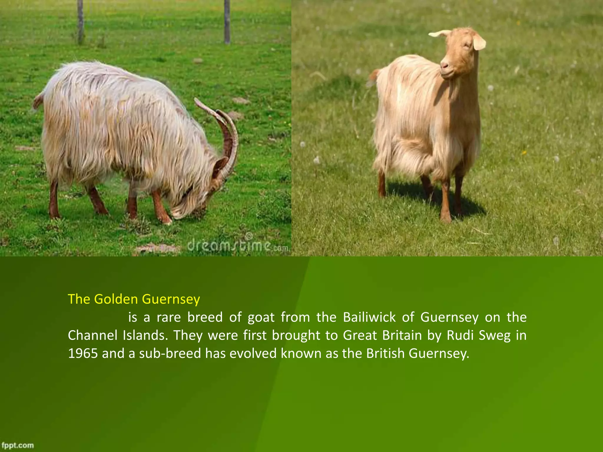 Overview of Goat and Sheep Prod'n & Mngt. and Breeds | PPT