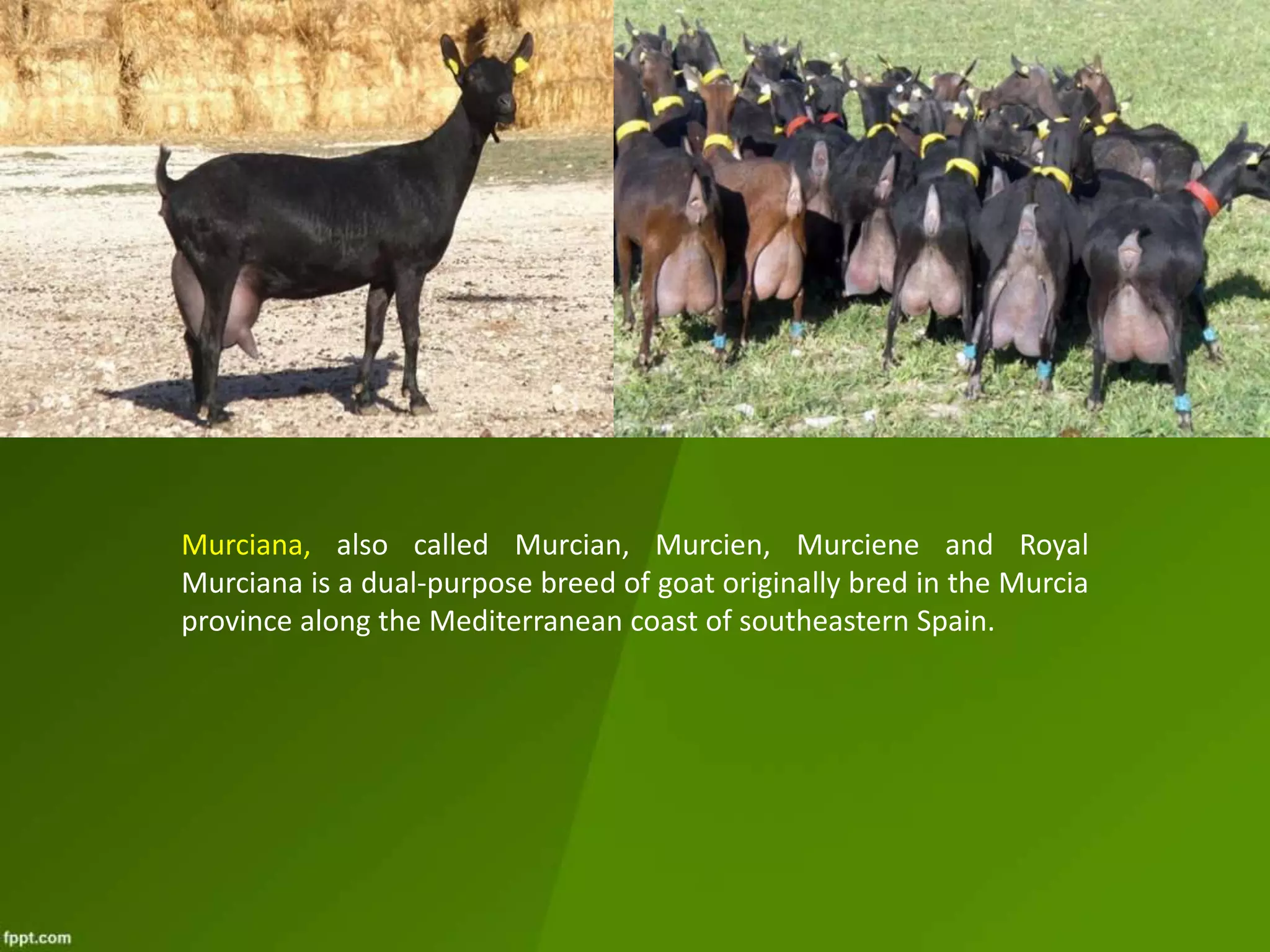 Overview of Goat and Sheep Prod'n & Mngt. and Breeds | PPT