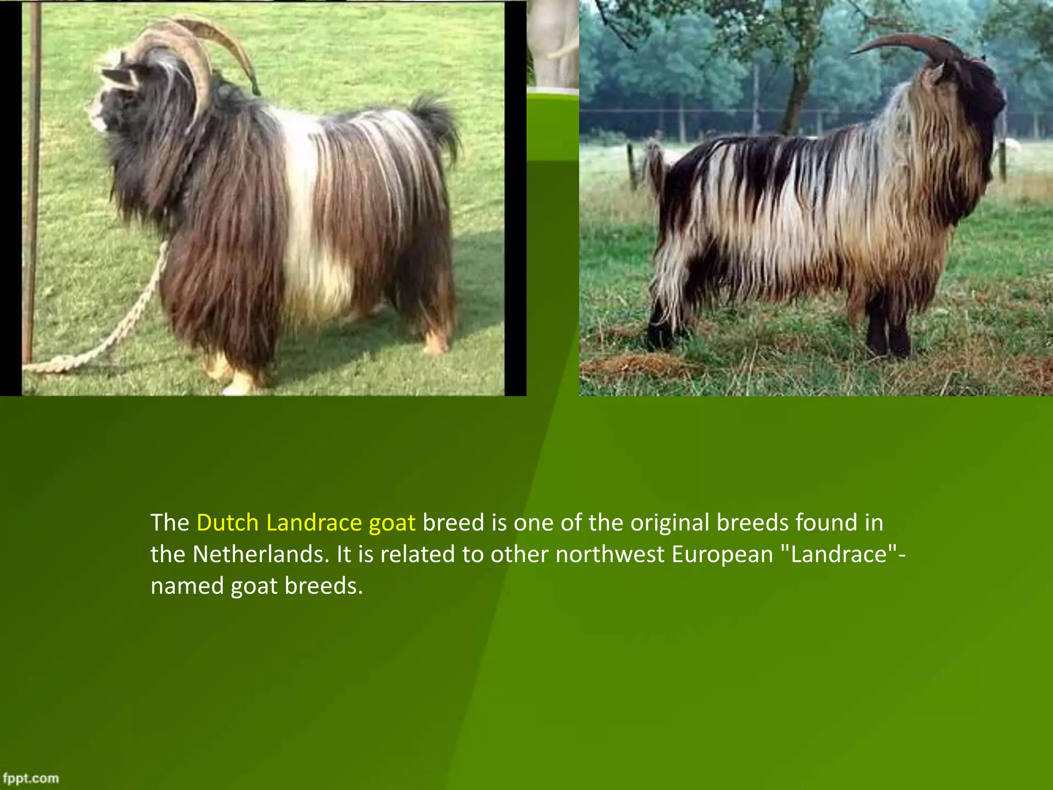 Overview of Goat and Sheep Prod'n & Mngt. and Breeds | PPT