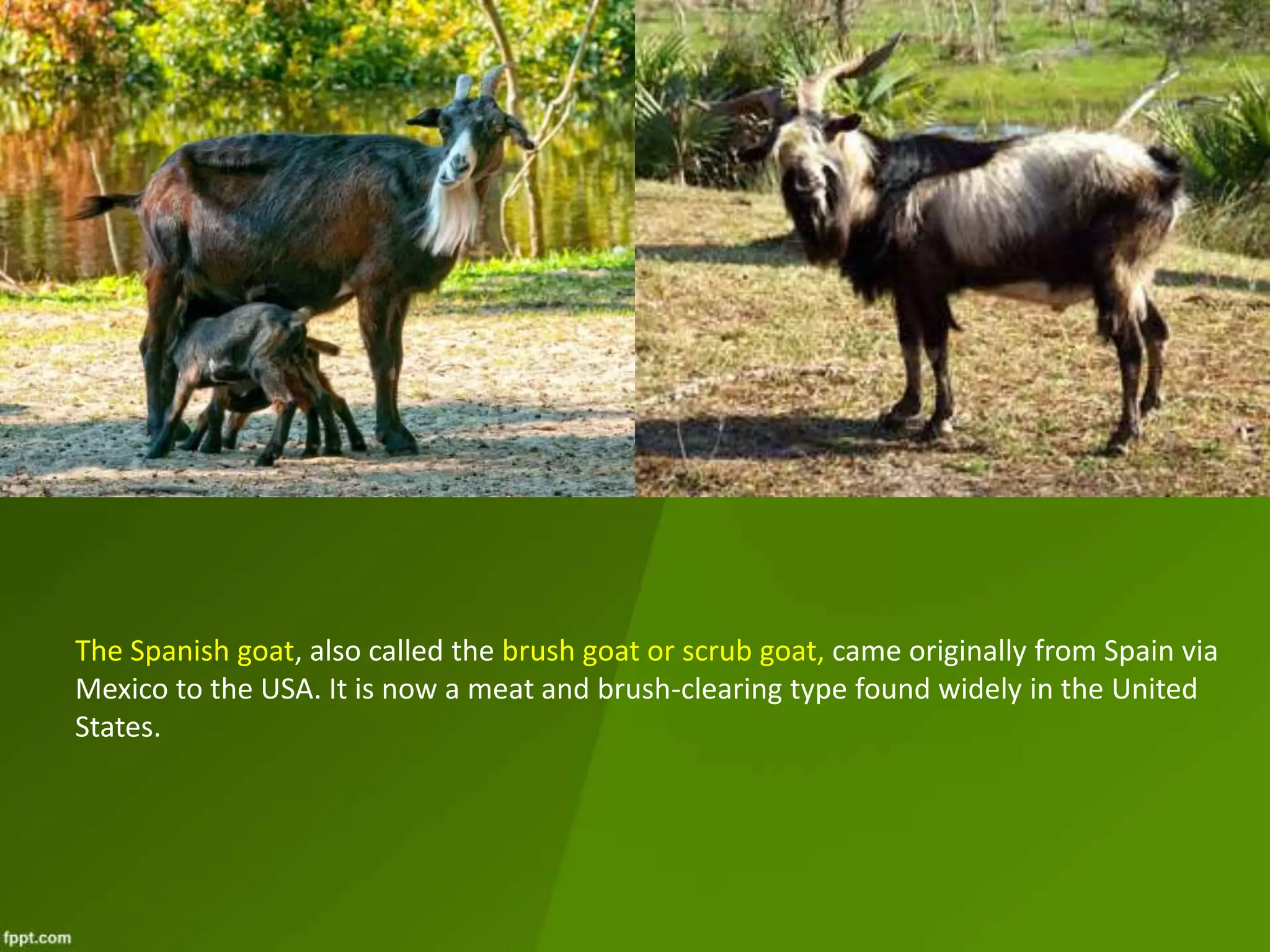 Overview of Goat and Sheep Prod'n & Mngt. and Breeds | PPT