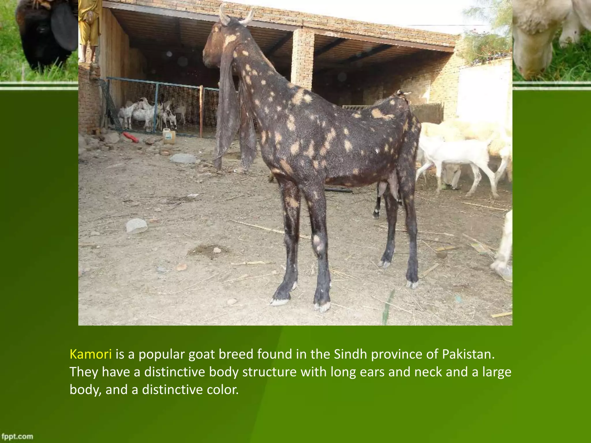 Overview of Goat and Sheep Prod'n & Mngt. and Breeds | PPT