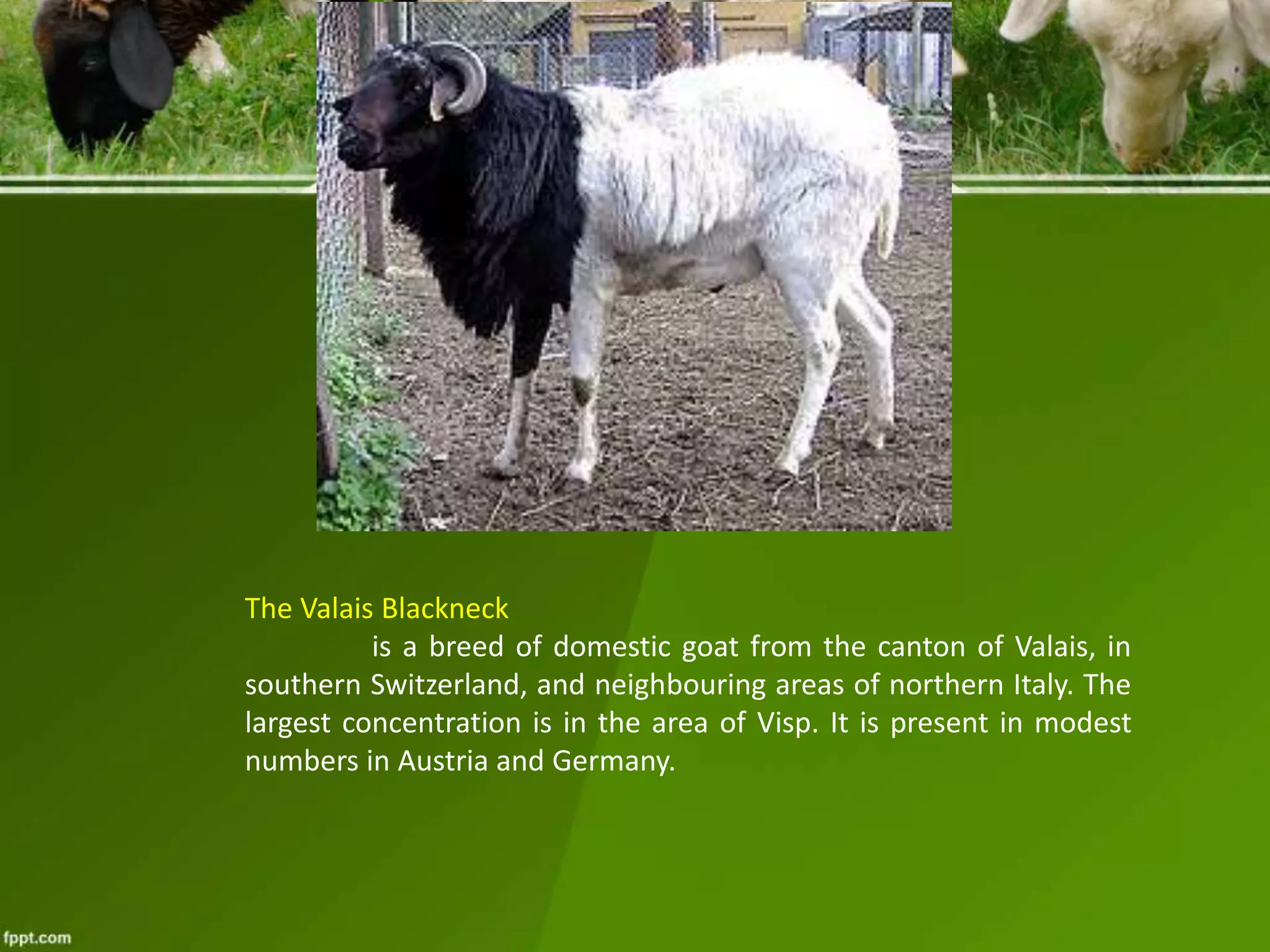 Overview of Goat and Sheep Prod'n & Mngt. and Breeds | PPT