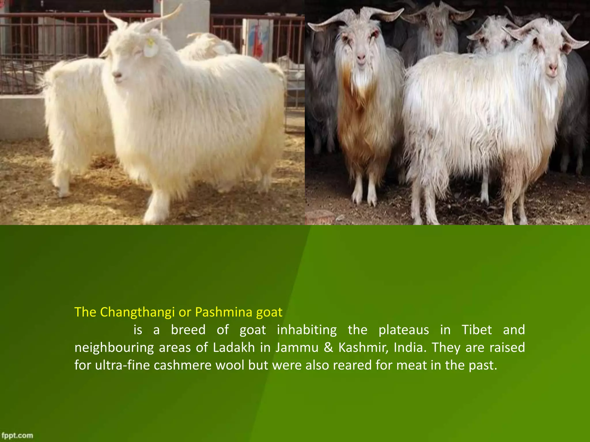 Overview of Goat and Sheep Prod'n & Mngt. and Breeds | PPT