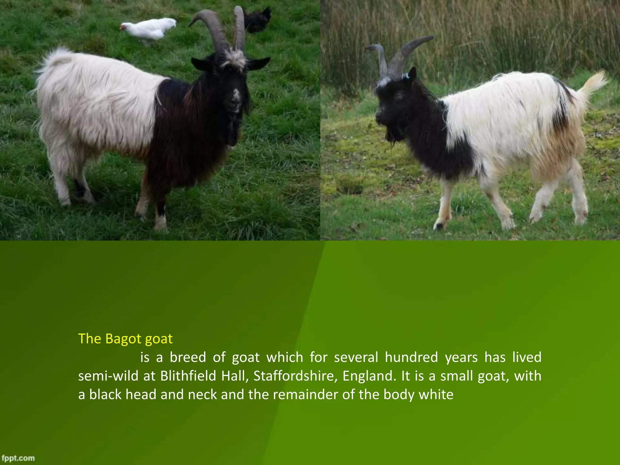 Overview of Goat and Sheep Prod'n & Mngt. and Breeds | PPT