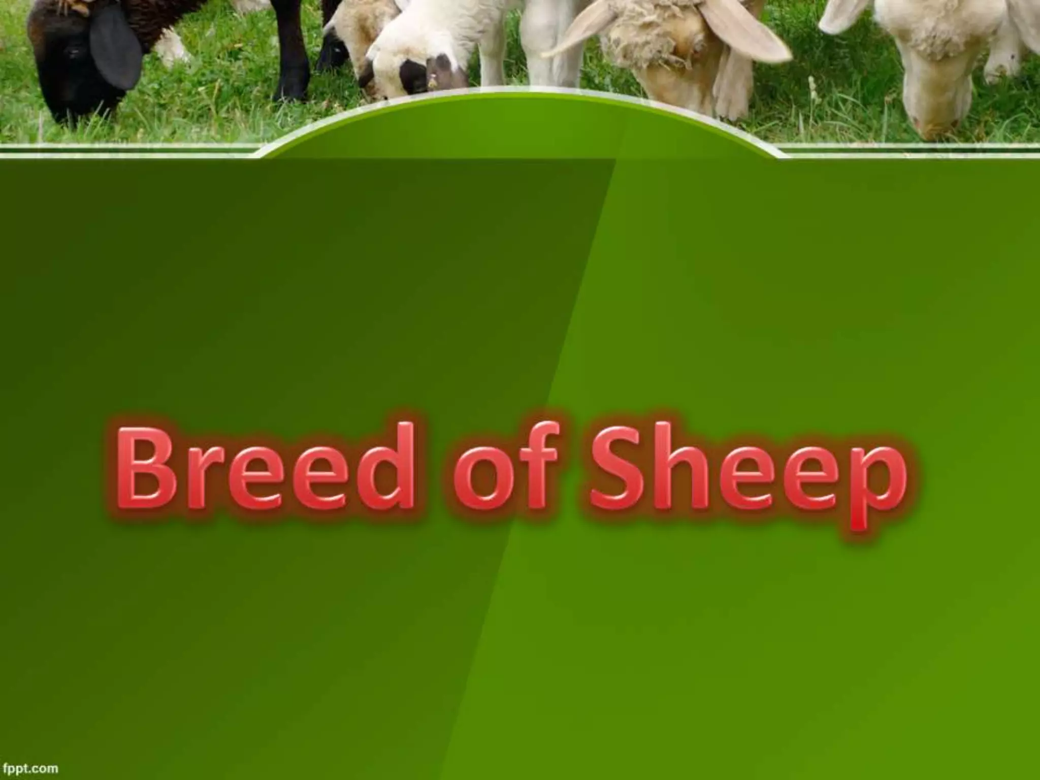 Overview of Goat and Sheep Prod'n & Mngt. and Breeds | PPT