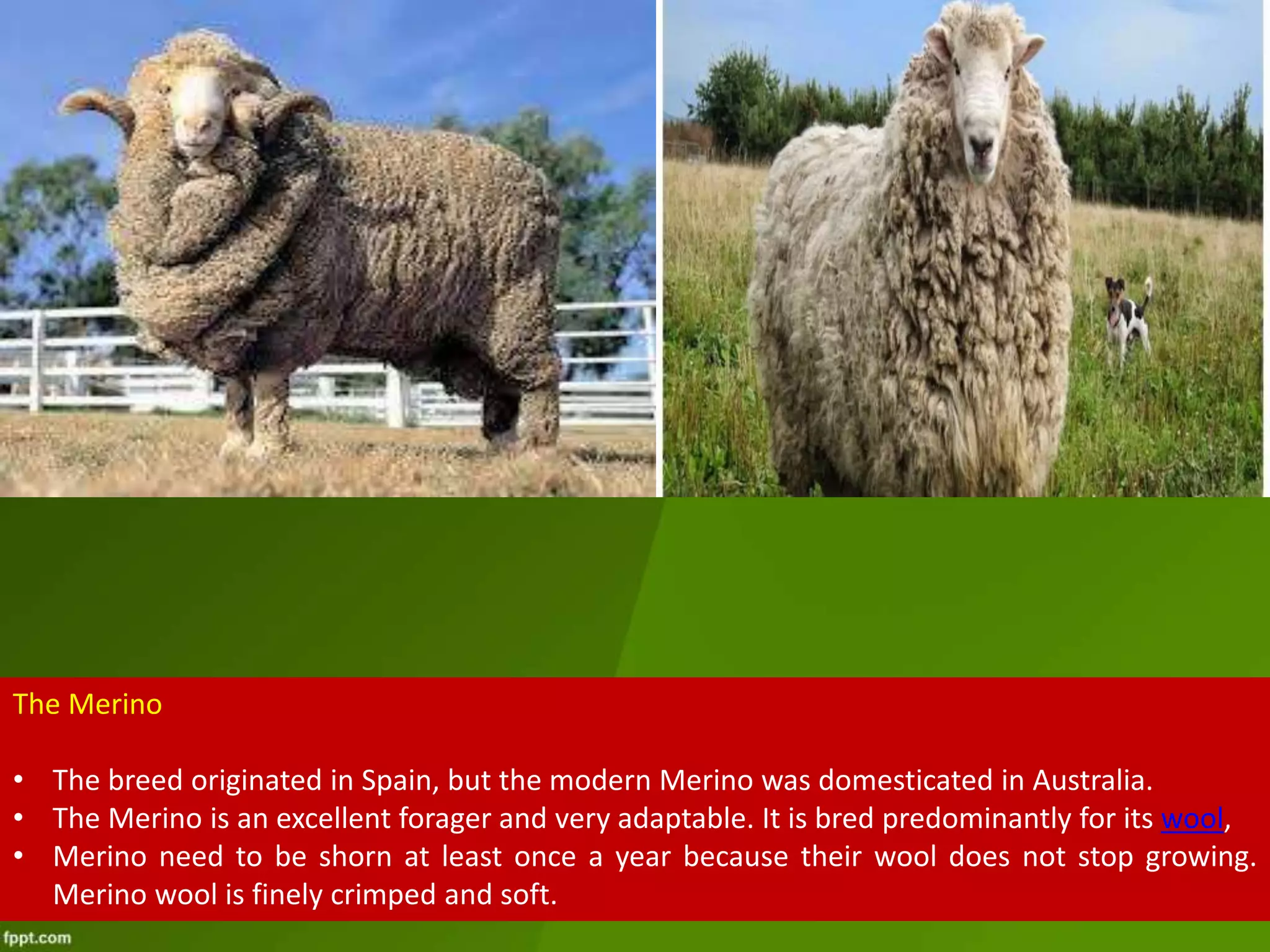 Overview of Goat and Sheep Prod'n & Mngt. and Breeds | PPT