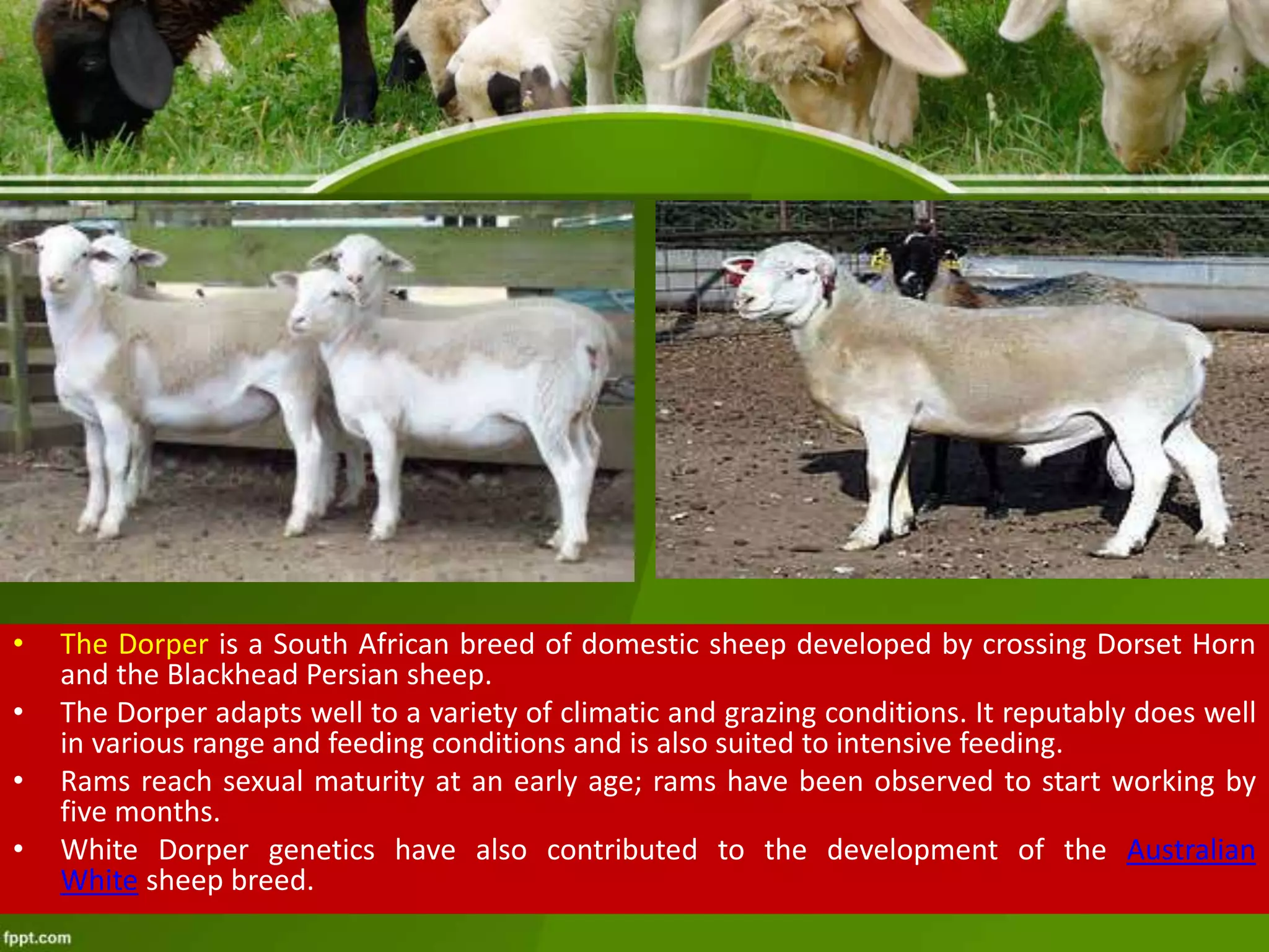 Overview of Goat and Sheep Prod'n & Mngt. and Breeds | PPT