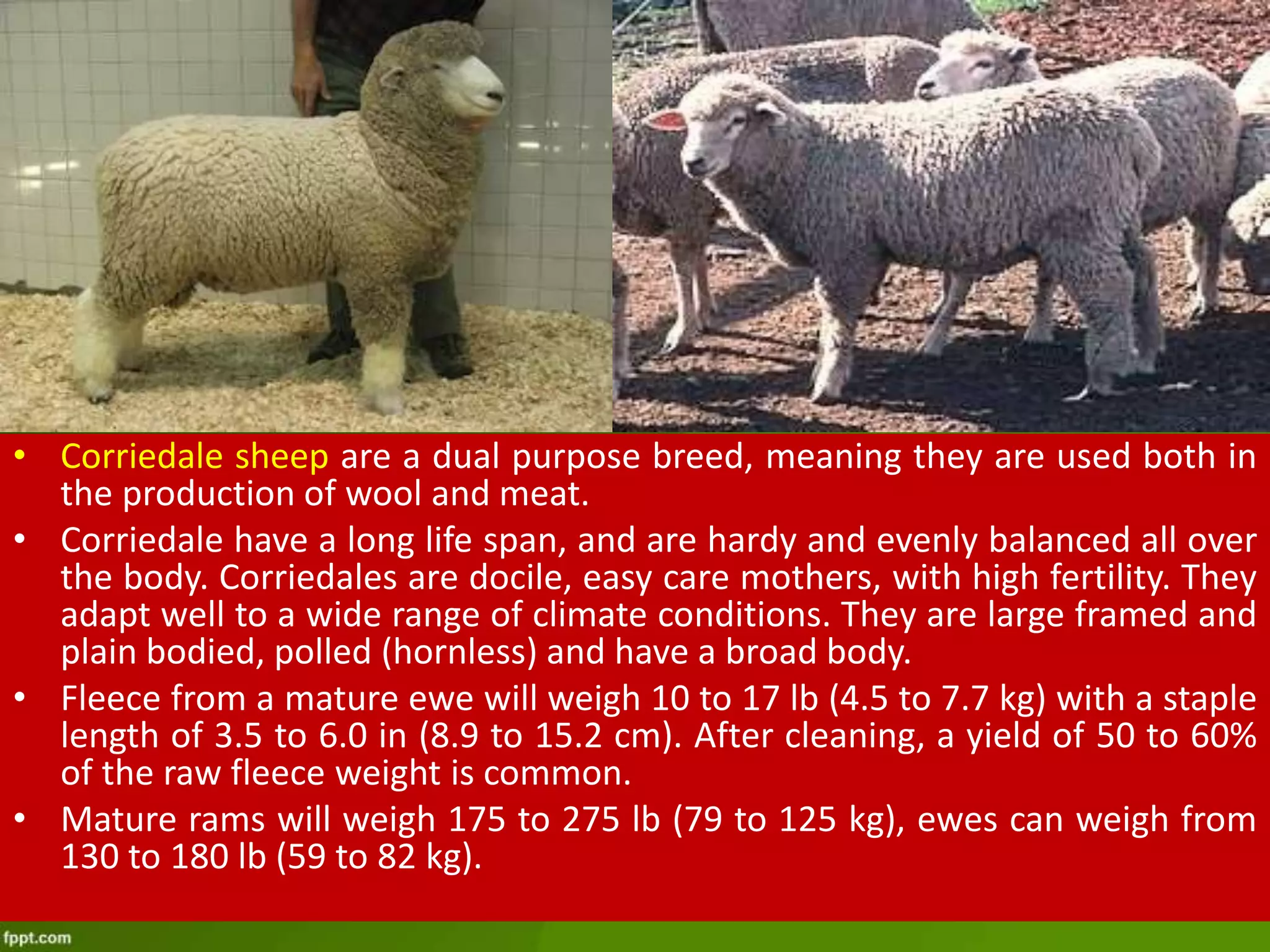 Overview of Goat and Sheep Prod'n & Mngt. and Breeds | PPT