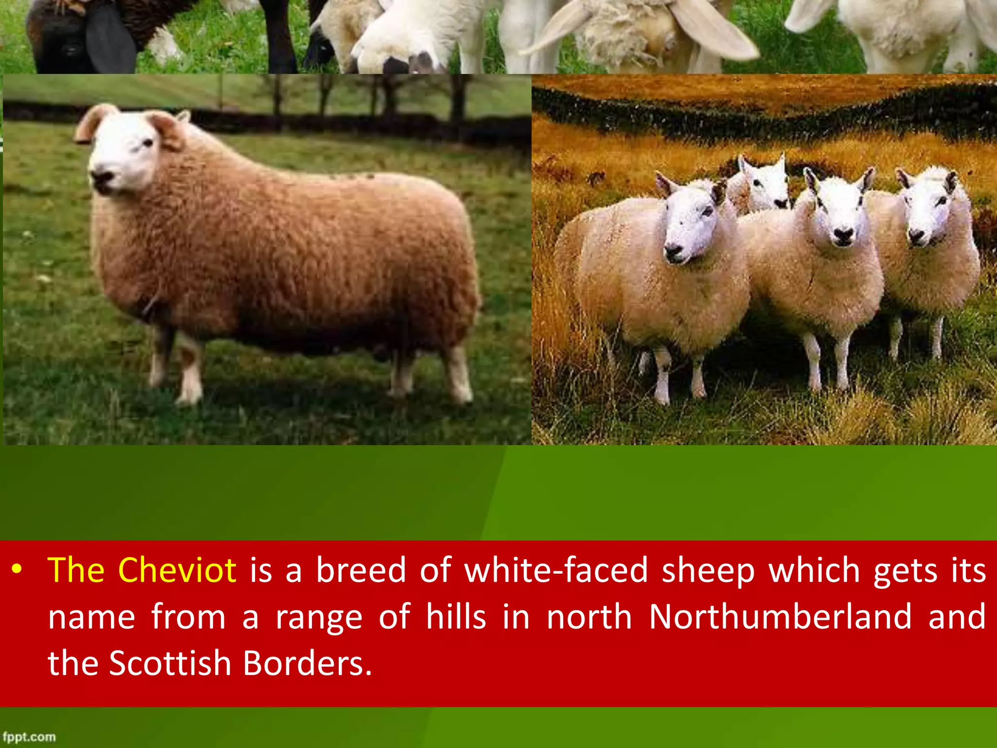 Overview of Goat and Sheep Prod'n & Mngt. and Breeds | PPT