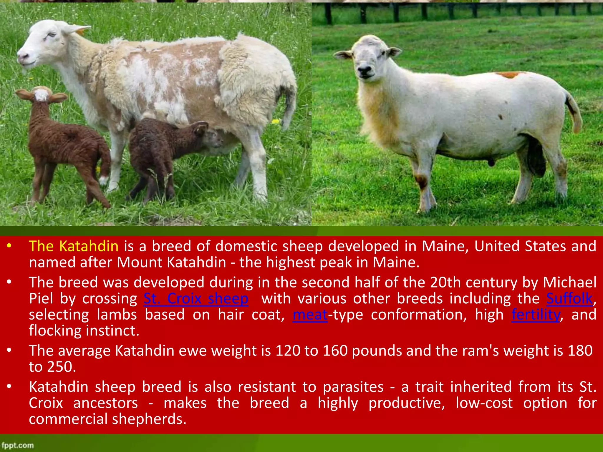 Overview of Goat and Sheep Prod'n & Mngt. and Breeds | PPT