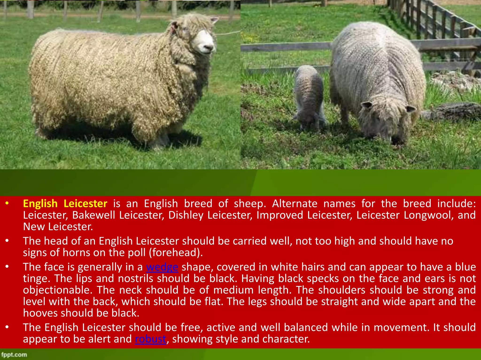 Overview of Goat and Sheep Prod'n & Mngt. and Breeds | PPT