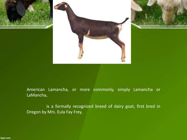 Overview of Goat and Sheep Prod'n & Mngt. and Breeds | PPT