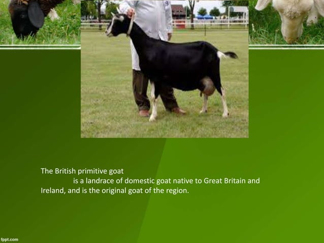 Overview of Goat and Sheep Prod'n & Mngt. and Breeds | PPT