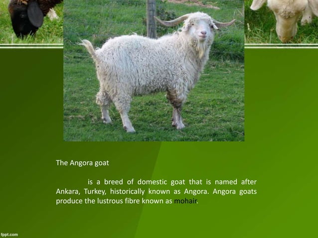 Overview of Goat and Sheep Prod'n & Mngt. and Breeds | PPT