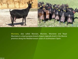 Overview of Goat and Sheep Prod'n & Mngt. and Breeds | PPTX