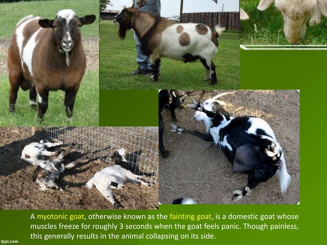 Overview of Goat and Sheep Prod'n & Mngt. and Breeds | PPT