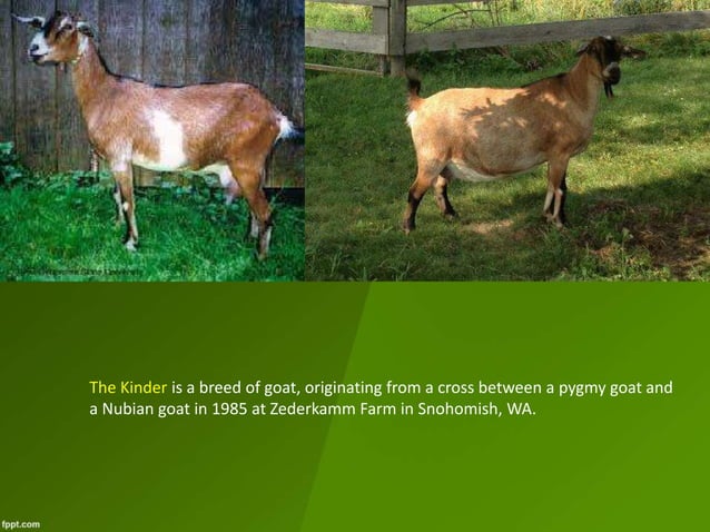 Overview of Goat and Sheep Prod'n & Mngt. and Breeds | PPT