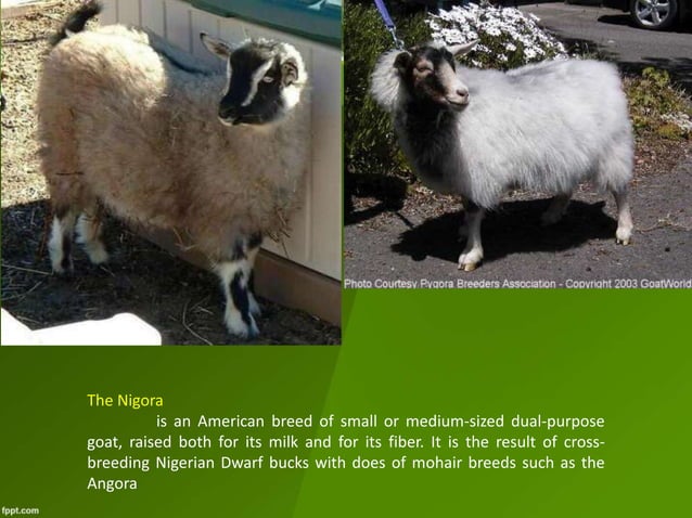 Overview of Goat and Sheep Prod'n & Mngt. and Breeds | PPT