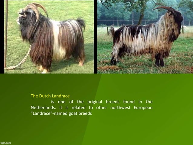 Overview of Goat and Sheep Prod'n & Mngt. and Breeds | PPT