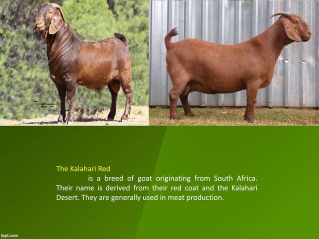 Overview of Goat and Sheep Prod'n & Mngt. and Breeds | PPT