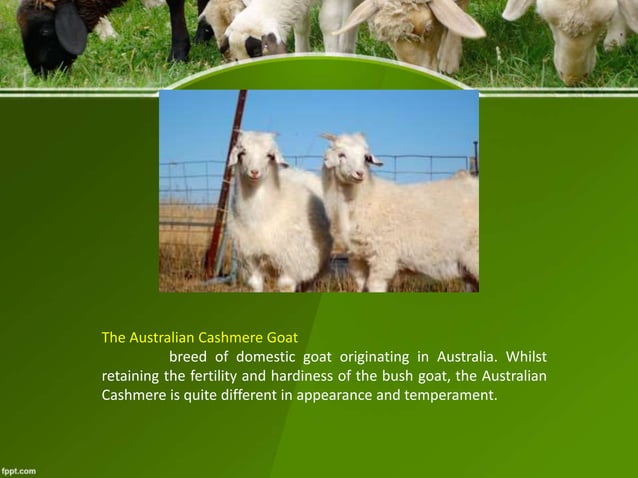 Overview of Goat and Sheep Prod'n & Mngt. and Breeds | PPT