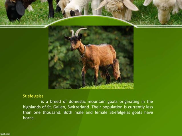 Overview of Goat and Sheep Prod'n & Mngt. and Breeds | PPT