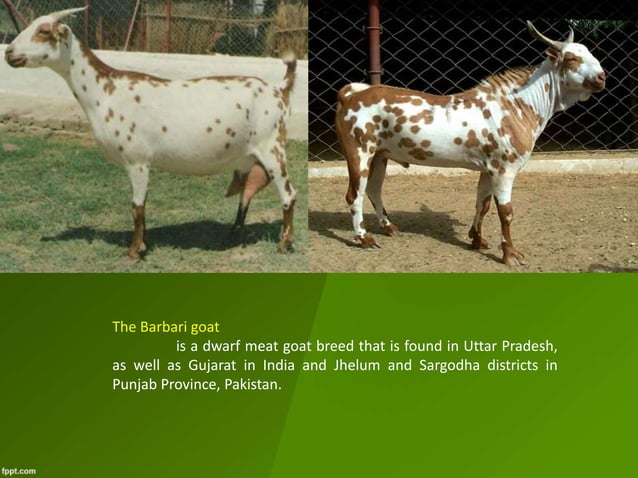 Overview of Goat and Sheep Prod'n & Mngt. and Breeds | PPT