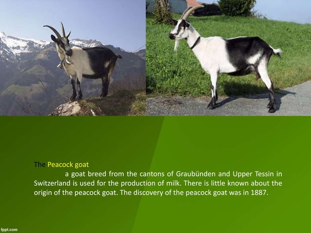 Overview of Goat and Sheep Prod'n & Mngt. and Breeds | PPT