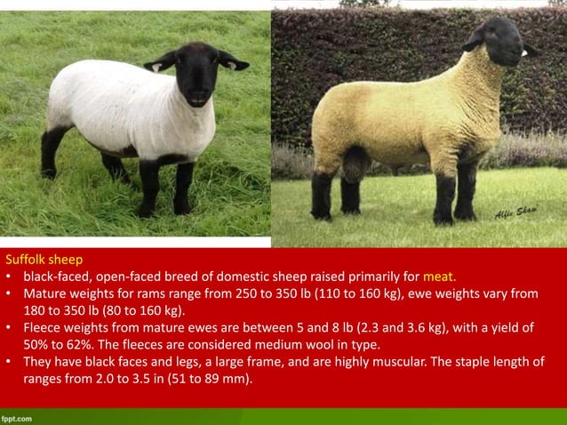 Overview of Goat and Sheep Prod'n & Mngt. and Breeds | PPT