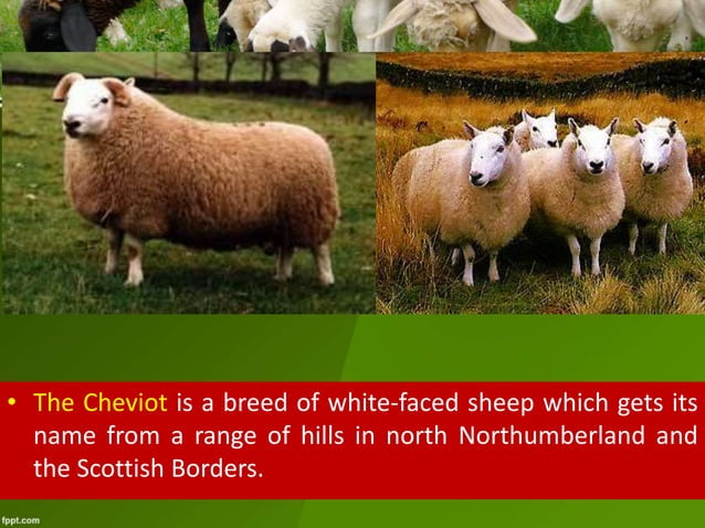 Overview of Goat and Sheep Prod'n & Mngt. and Breeds | PPT