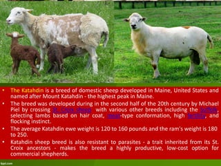 Overview of Goat and Sheep Prod'n & Mngt. and Breeds | PPTX
